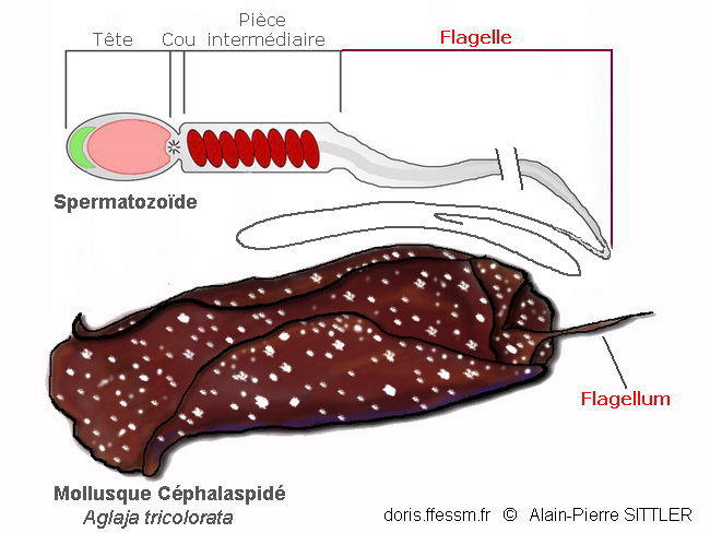 Flagelle, flagellum | Glossaire DORIS