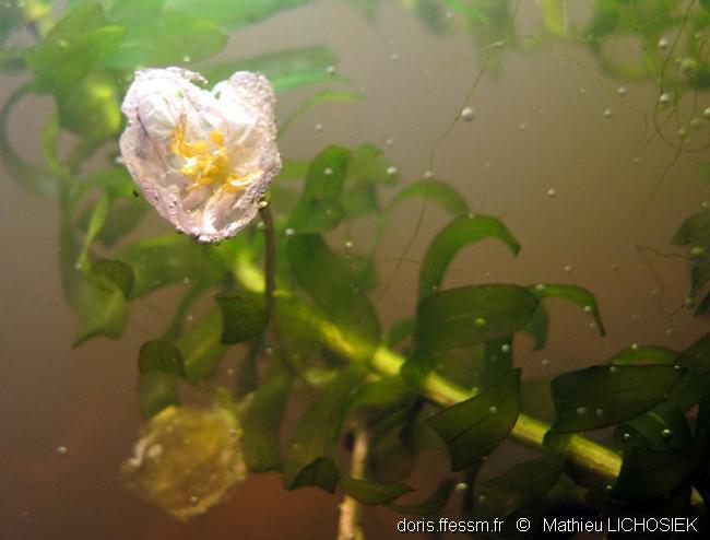 Elodea canadensis | DORIS