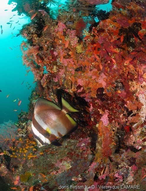 Platax pinnatus | DORIS