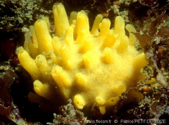 Polymastia boletiformis | DORIS