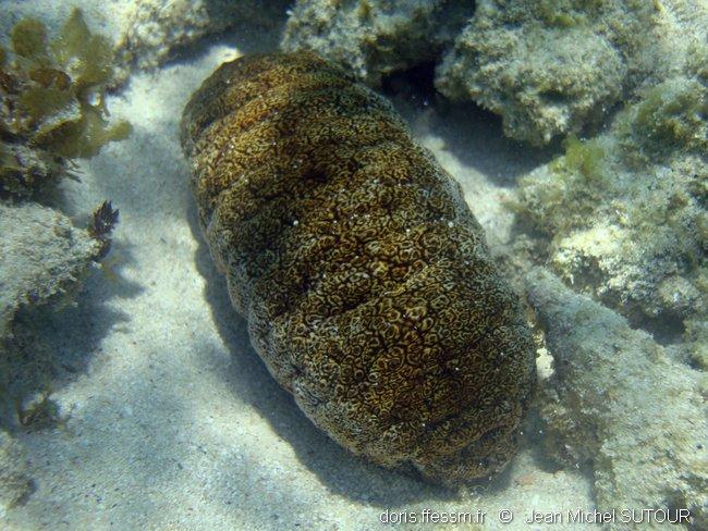 Actinopyga mauritiana | DORIS