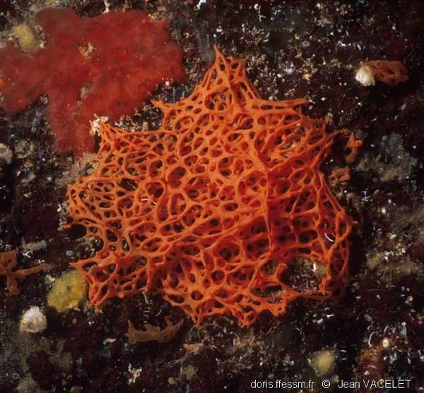 Clathrina rubra | DORIS