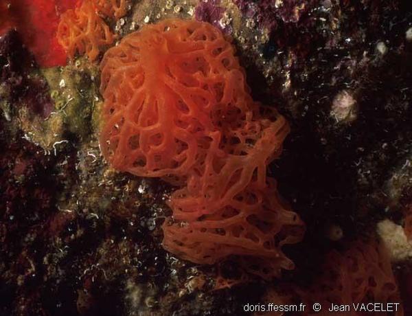 Clathrina rubra | DORIS