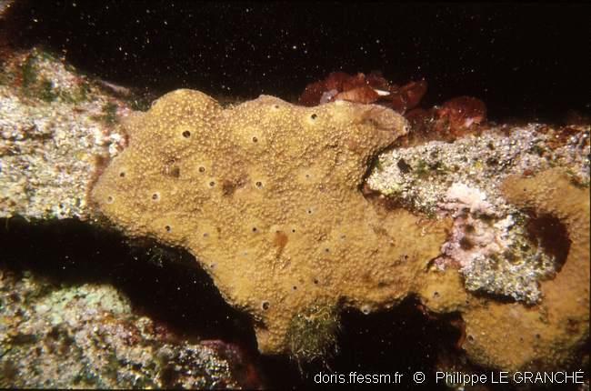 Ircinia variabilis | DORIS