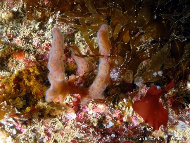 Alcyonidium spp. | DORIS