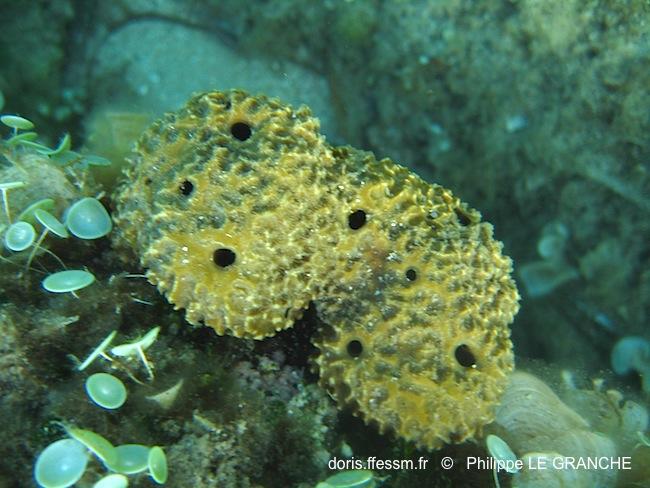 Ircinia variabilis | DORIS