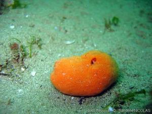 Suberites ficus | DORIS