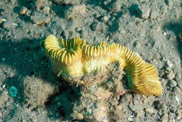 Meandrina meandrites | DORIS