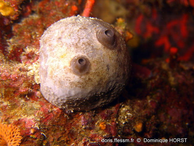 Ircinia oros | DORIS