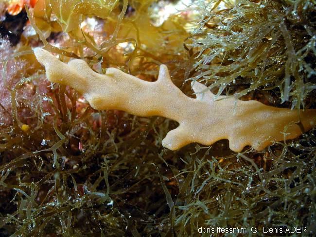 Alcyonidium spp. | DORIS