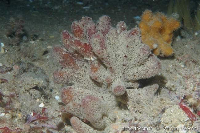 Raspailia (Raspailia) ramosa | DORIS