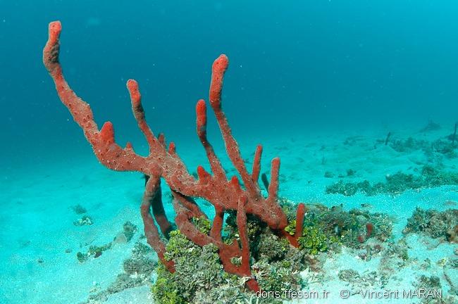 Amphimedon compressa | DORIS