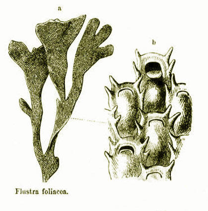 Flustra foliacea | DORIS