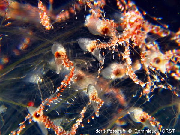 Forskalia spp. (edwardsi / contorta) | DORIS