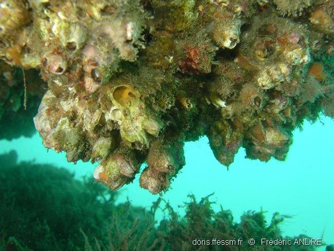 Perforatus perforatus | DORIS