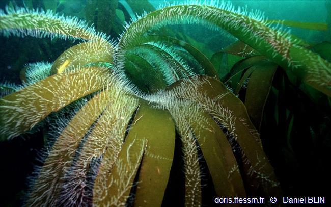 Obelia geniculata | DORIS