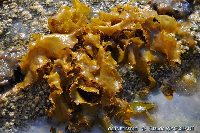 Rissoella verruculosa | DORIS