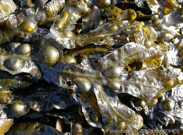 Fucus vesiculosus | DORIS