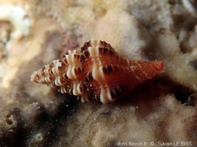 Pseudofusus pulchellus | DORIS