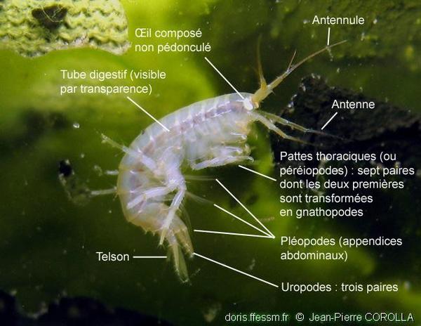 Gammarus spp. (eau douce) | DORIS