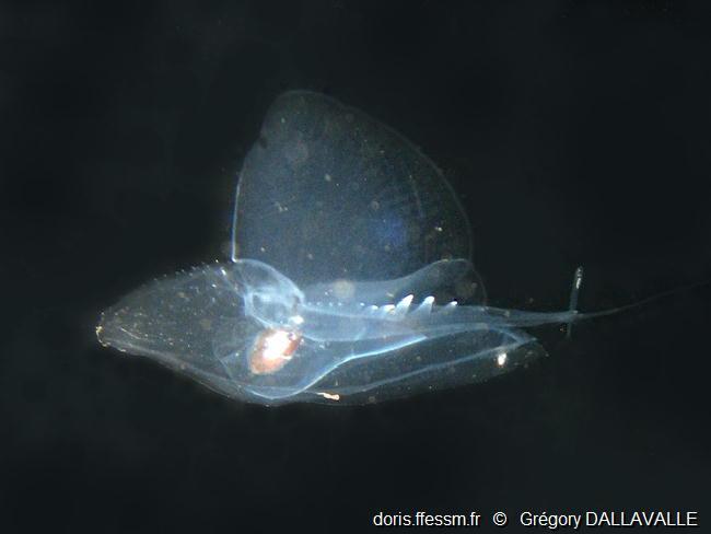 Cymbulia peronii | DORIS