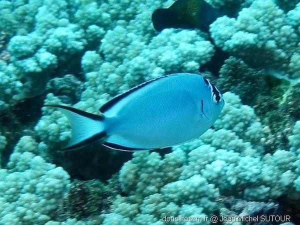 Genicanthus watanabei | DORIS