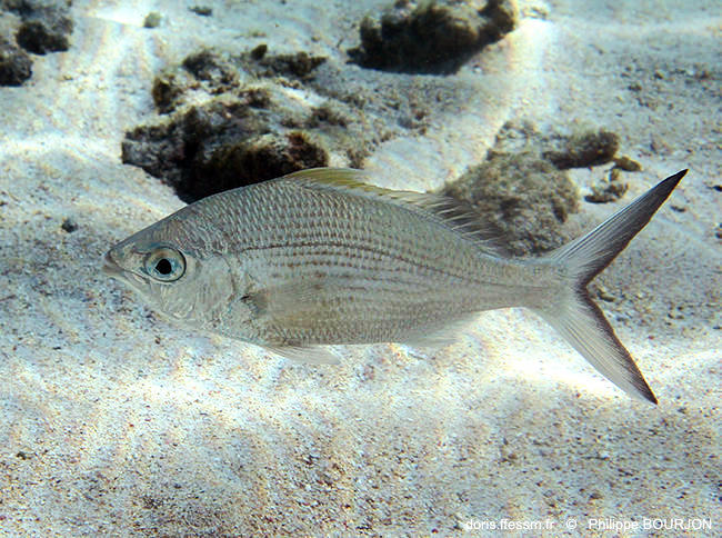 Gerres longirostris | DORIS