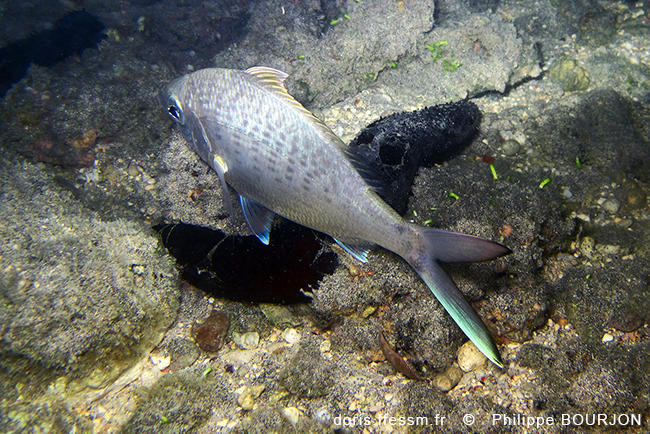 Gerres longirostris | DORIS