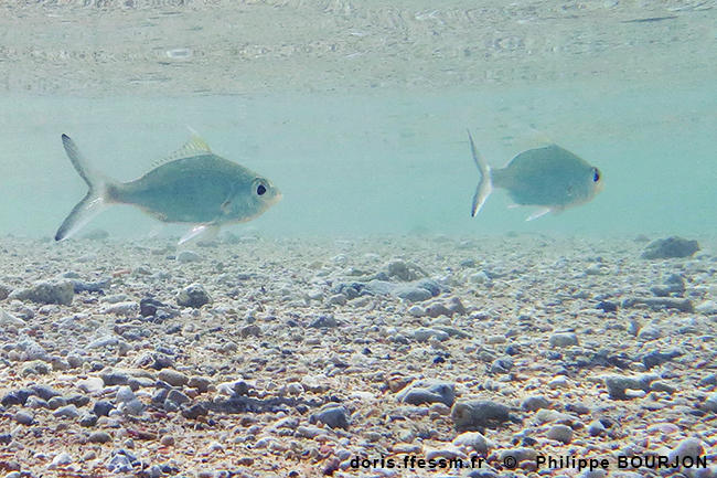 Gerres longirostris | DORIS