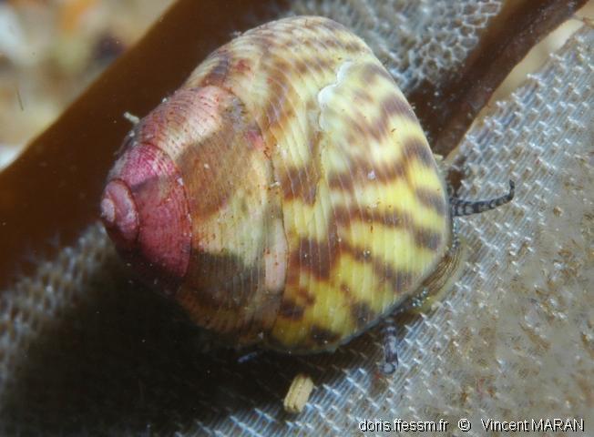 Steromphala umbilicalis | DORIS