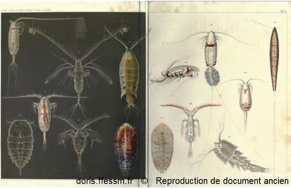 Copepoda spp. | DORIS