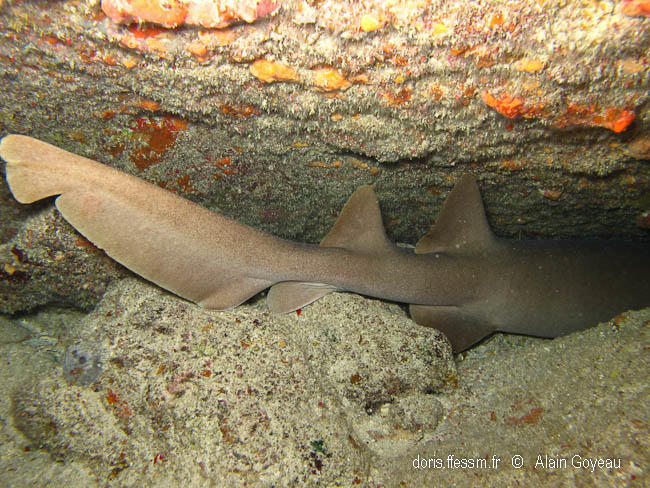 Ginglymostoma cirratum | DORIS