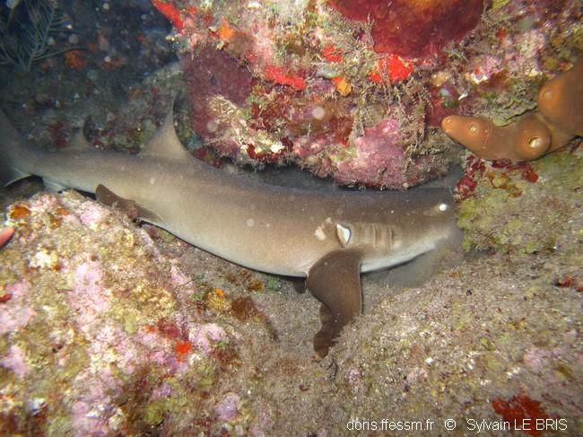Ginglymostoma cirratum | DORIS