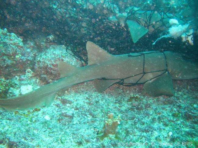 Ginglymostoma cirratum | DORIS