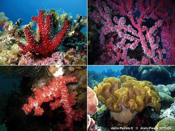 Alcyon | Glossaire DORIS