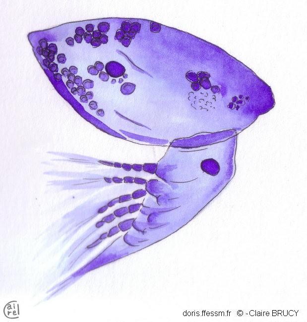 Cypris | Glossaire DORIS