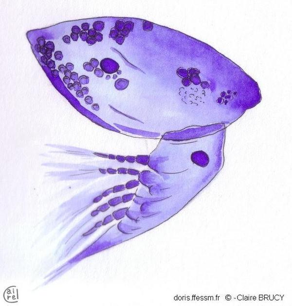 Cypris | Glossaire DORIS