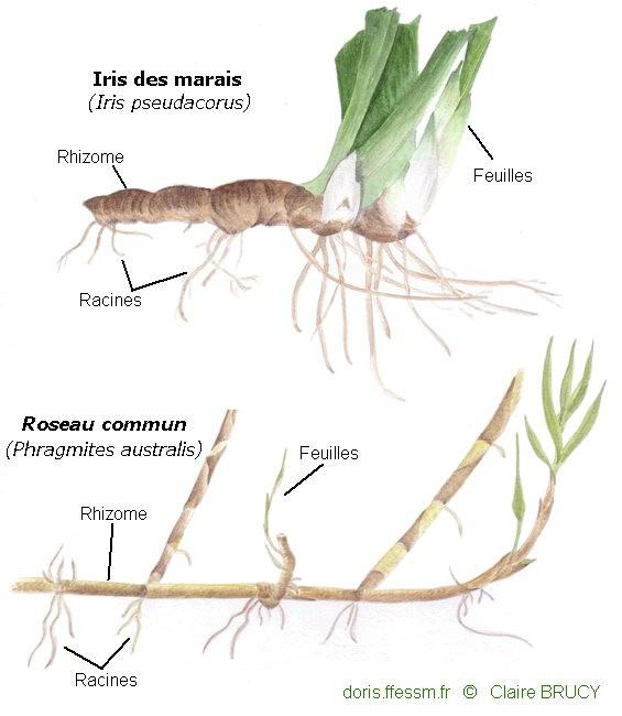 Rhizome | Glossaire DORIS