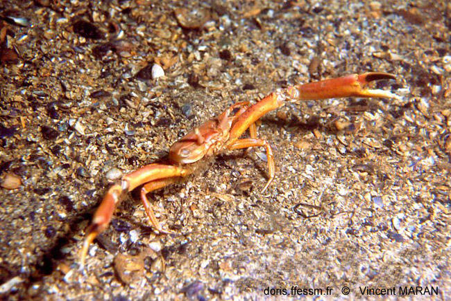 Goneplax rhomboides | DORIS