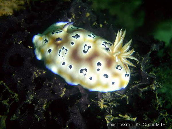 Goniobranchus leopardus | DORIS