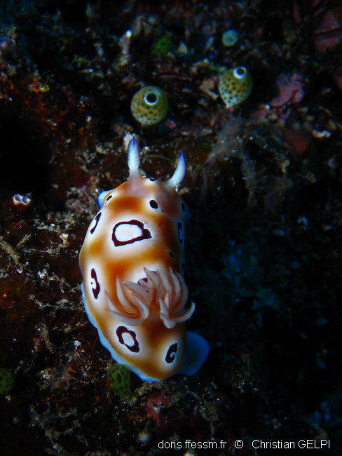 Goniobranchus leopardus | DORIS