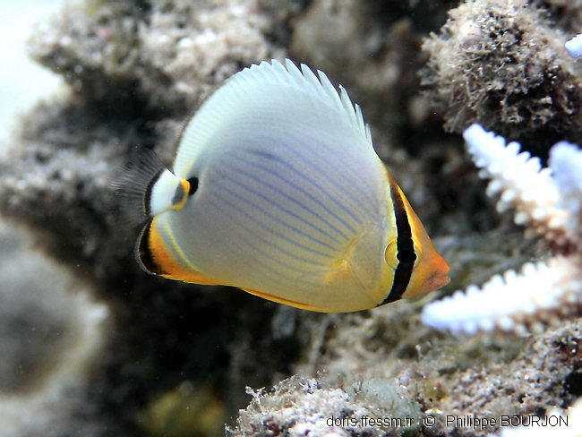 Chaetodon trifasciatus | DORIS