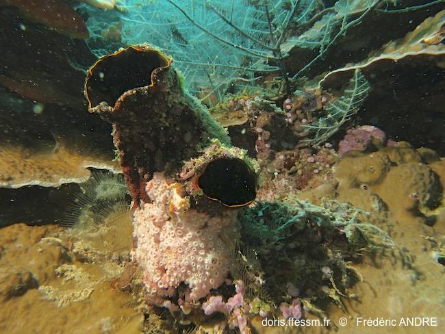 Polycarpa mytiligera | DORIS