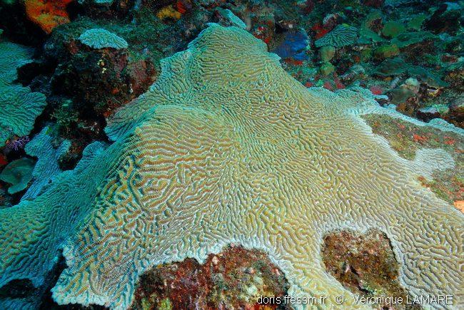 Meandrina meandrites | DORIS