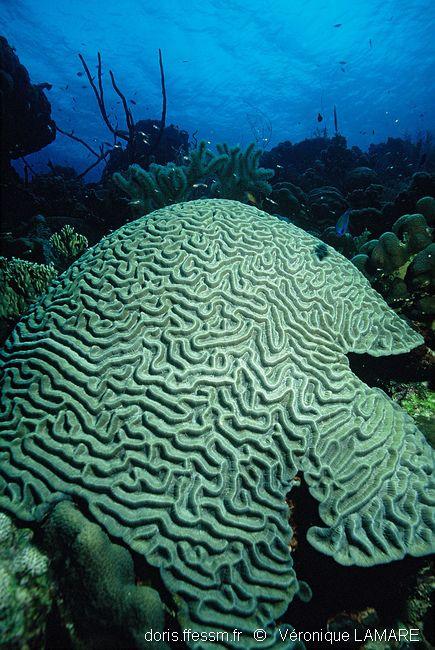Colpophyllia natans | DORIS