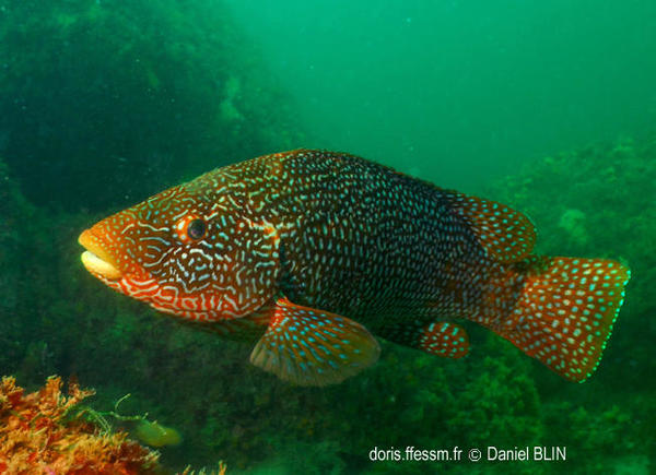 Labrus bergylta | DORIS