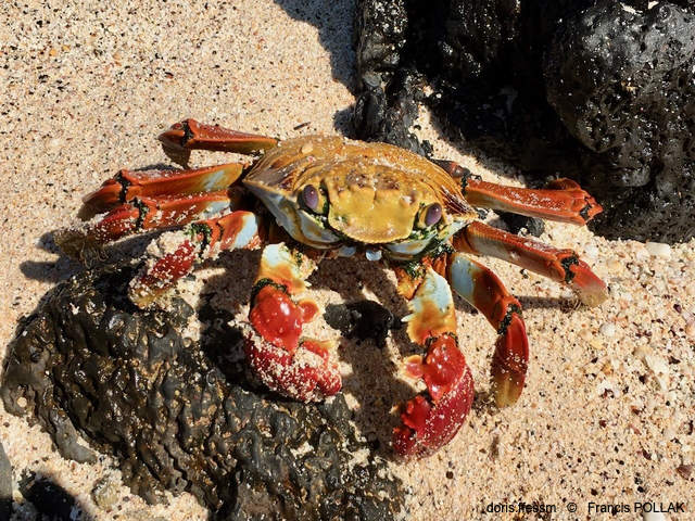 Grapsus grapsus | DORIS