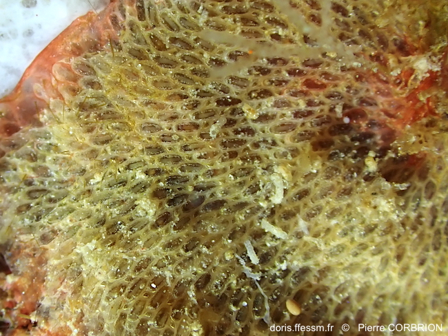 Gregarinidra gregaria | DORIS