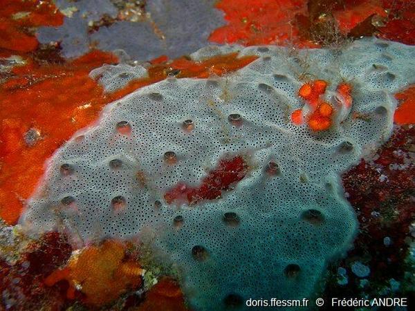 Diplosoma spongiforme | DORIS