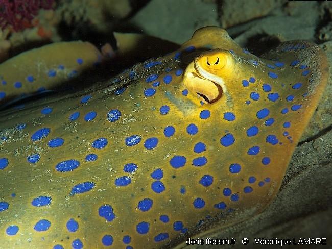 Taeniura lymma | DORIS